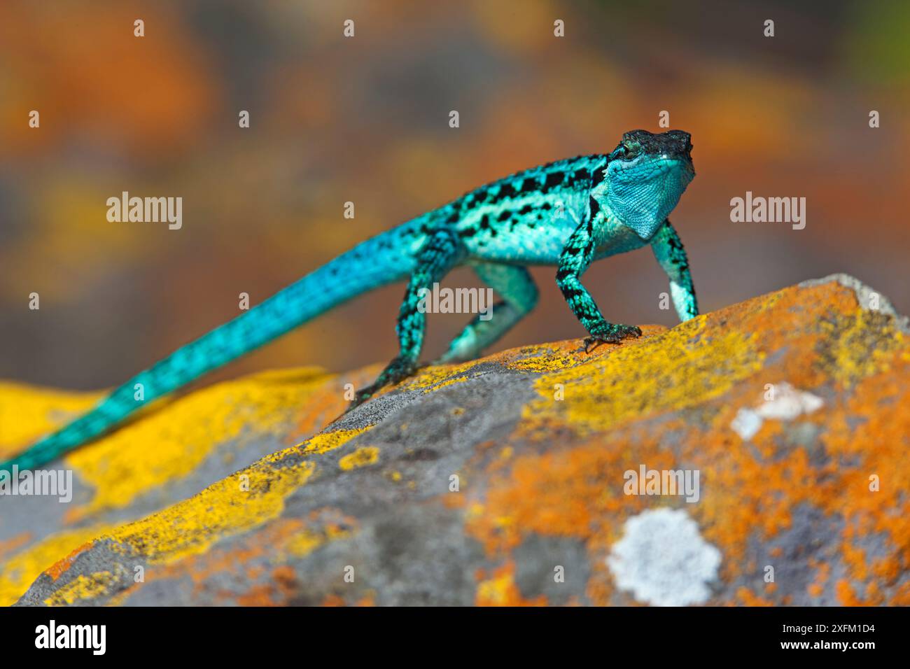Clarion Lizard (Urosaurus clarionensis) displaying, IUCN Vulnerable ...