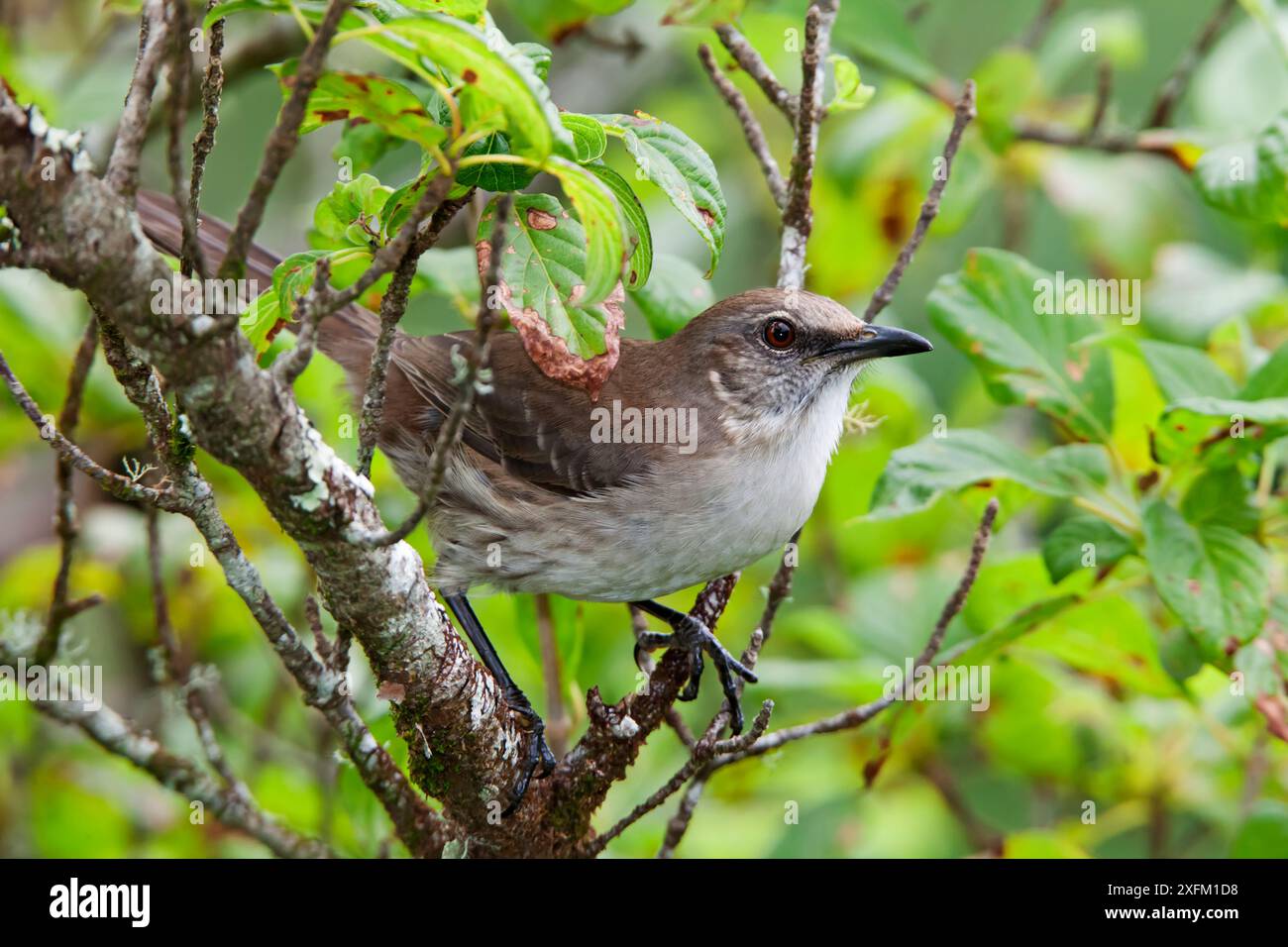 Socorro Mockingbird (Mimus graysoni), Socorro Island, Revillagigedo ...
