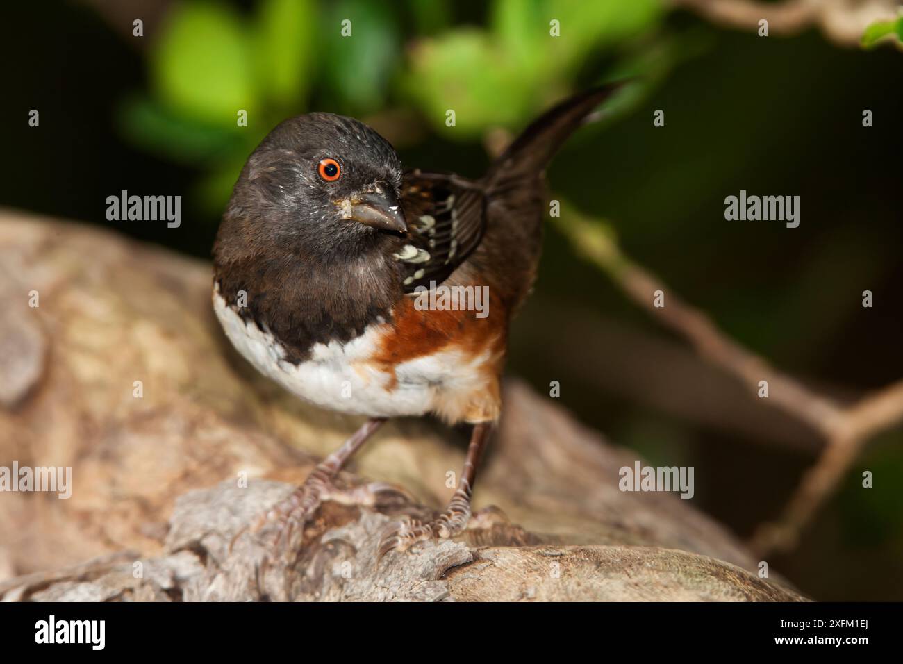 Socorro Towhee (Pipilo socorroensis), IUCN Endangered, Socorro Island ...