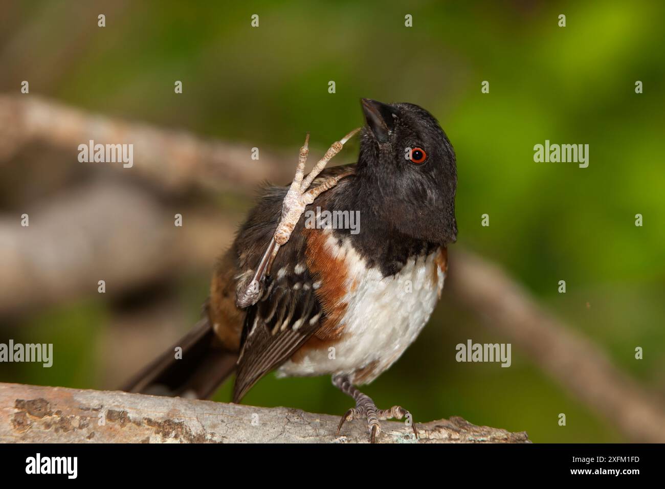 Socorro Towhee (Pipilo socorroensis) scratching, IUCN Endangered ...