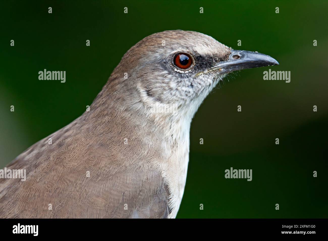 Socorro Mockingbird (Mimus graysoni), IUCN Critically Endangered ...