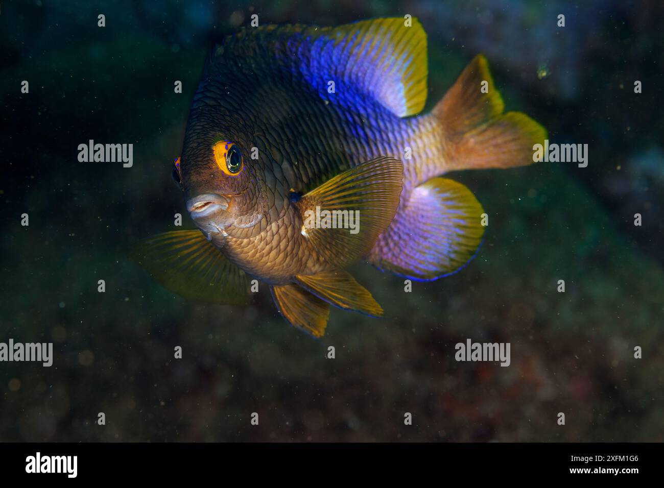 Clarion Damselfish (Stegastes redemptus, IUCN Vulnerable, Socorro ...