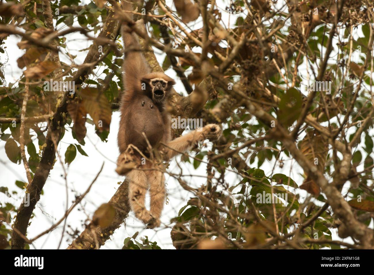 Western hoolock gibbon (Hookock hoolock) female in tree, Assam, India ...