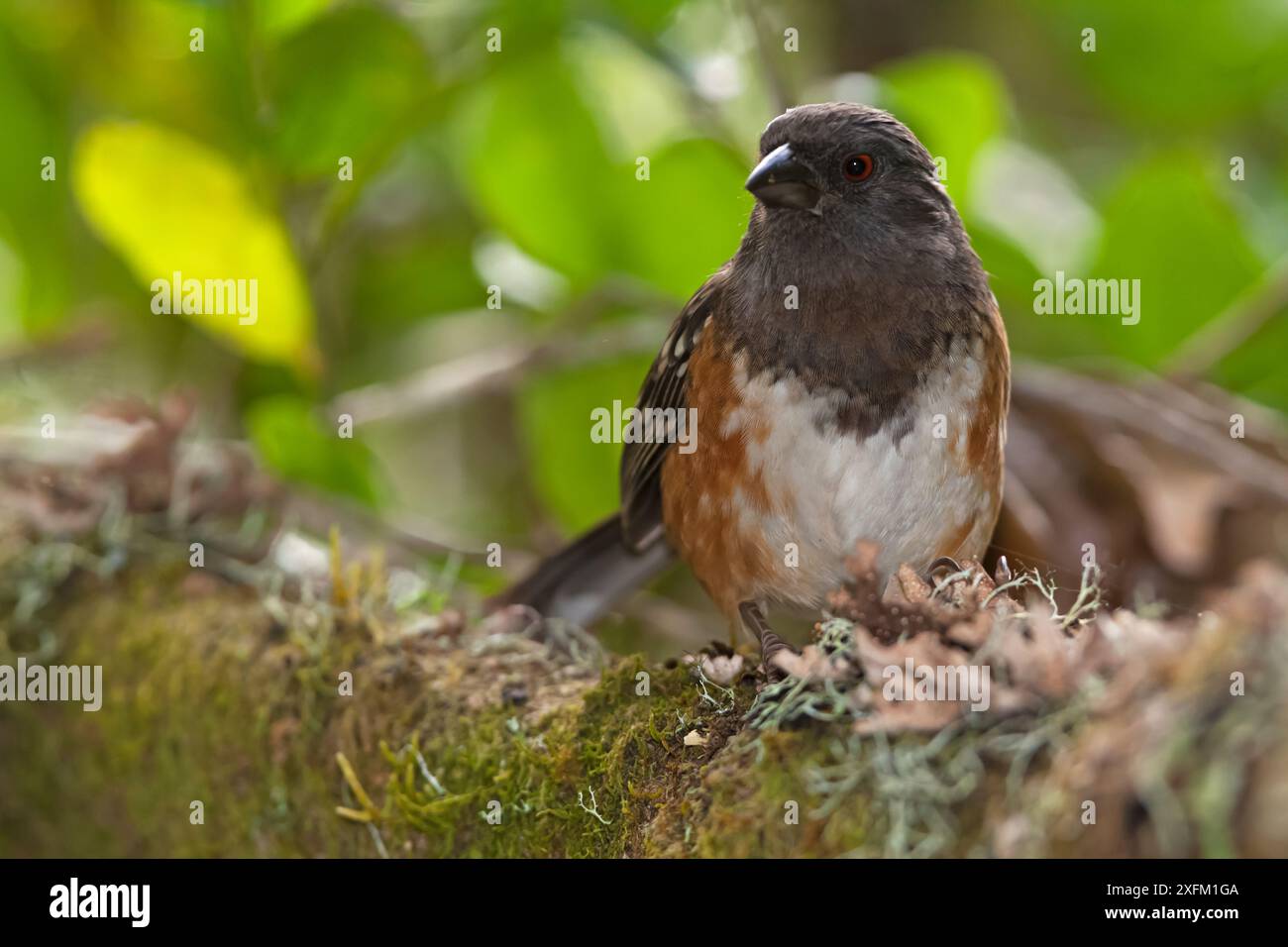 Socorro Towhee (Pipilo socorroensis), IUCN Endangered, Socorro Island ...