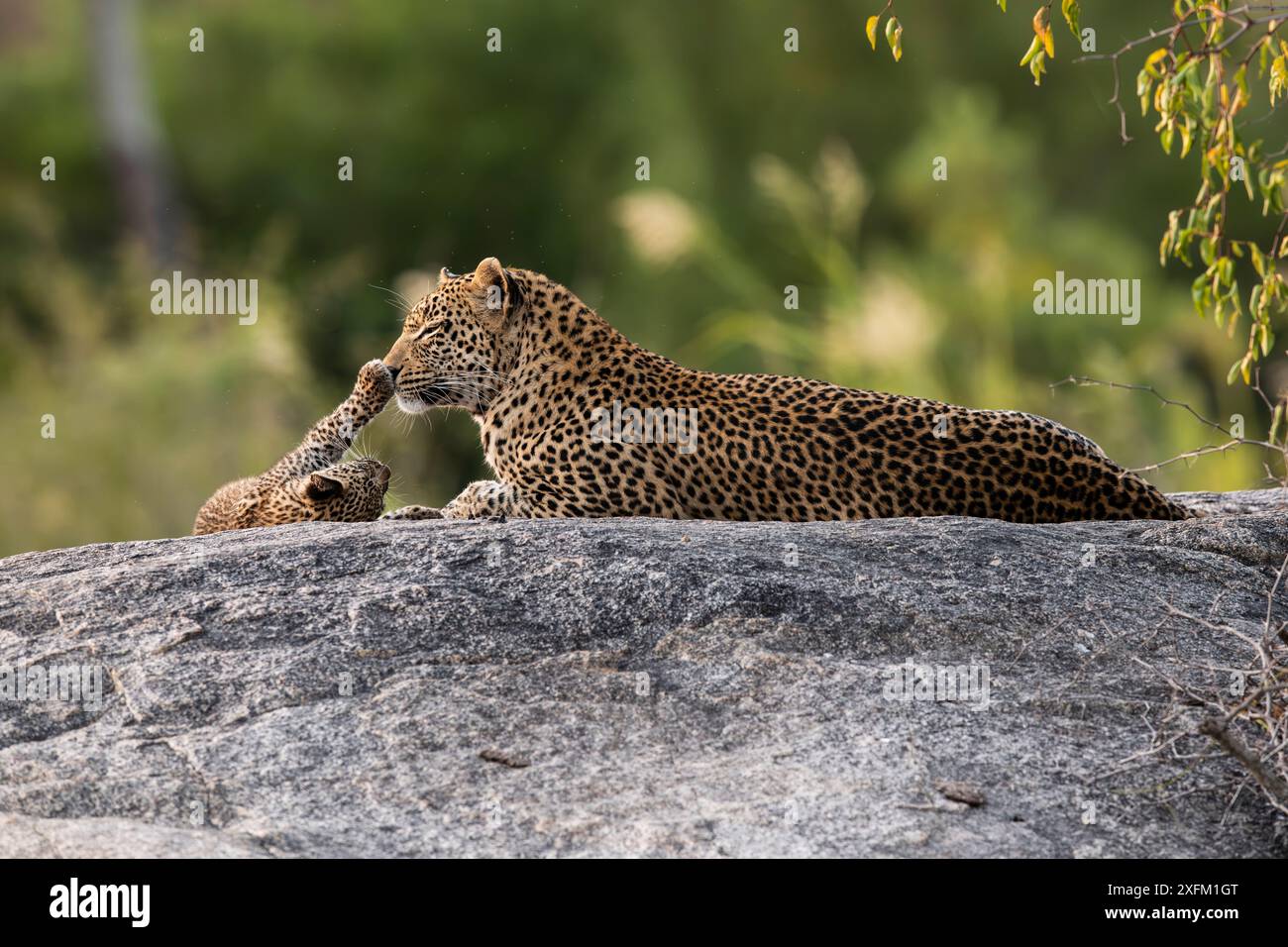 Golden leopard hi-res stock photography and images - Alamy