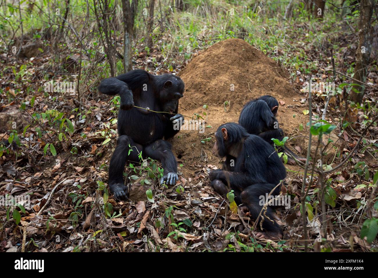 Eastern chimpanzee (Pan troglodytes schweinfurtheii) female 'Fanni ...