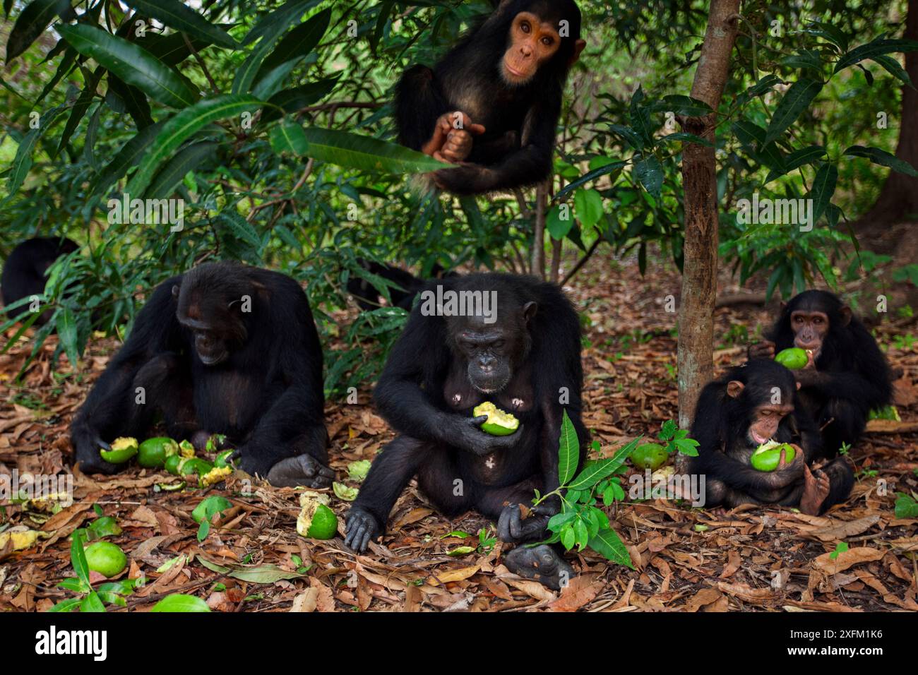 Mango tree tanzania africa hi-res stock photography and images - Alamy