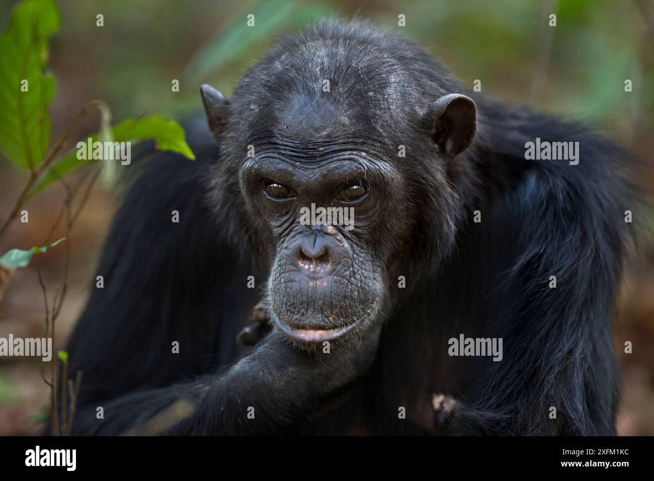 Eastern chimpanzee (Pan troglodytes schweinfurtheii) female 'Fanni ...