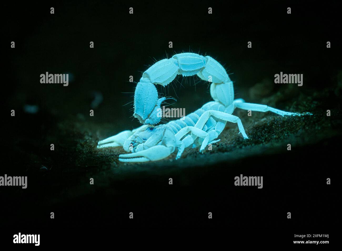 Uv scorpion hi-res stock photography and images - Alamy
