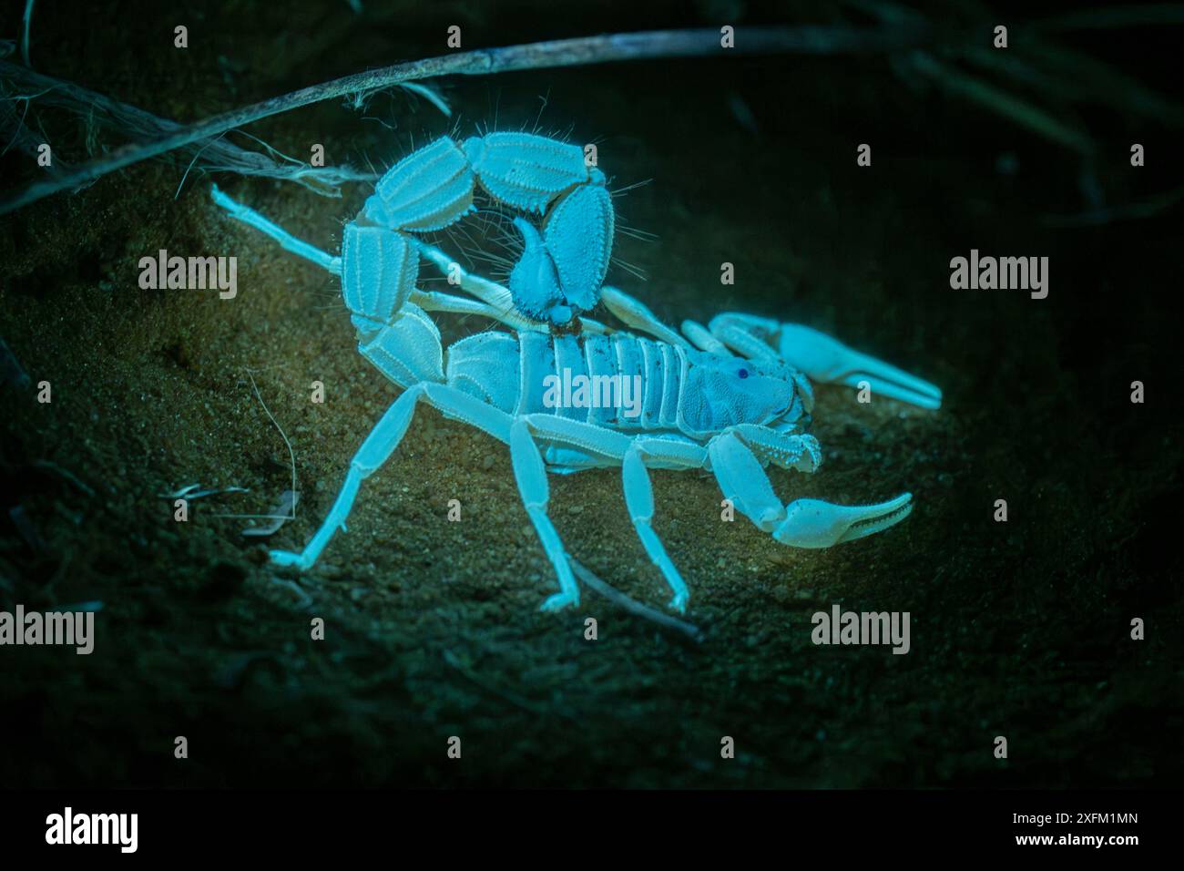 Scorpion hunting under UV light in the Kalahari Stock Photo - Alamy