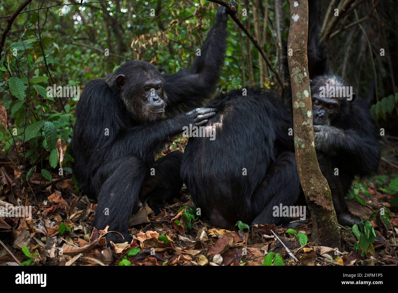Eastern chimpanzee (Pan troglodytes schweinfurtheii) Alpha male ...