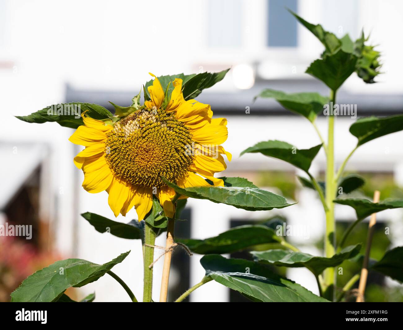 Damage to growing Sunflower, Helianthus annuus, caused by grey ...