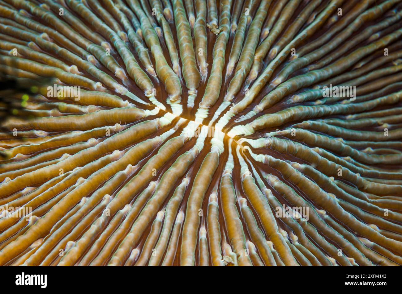 Mushroom coral (Fungia sp.) close up. Lembeh Strait, North Sulawesi ...