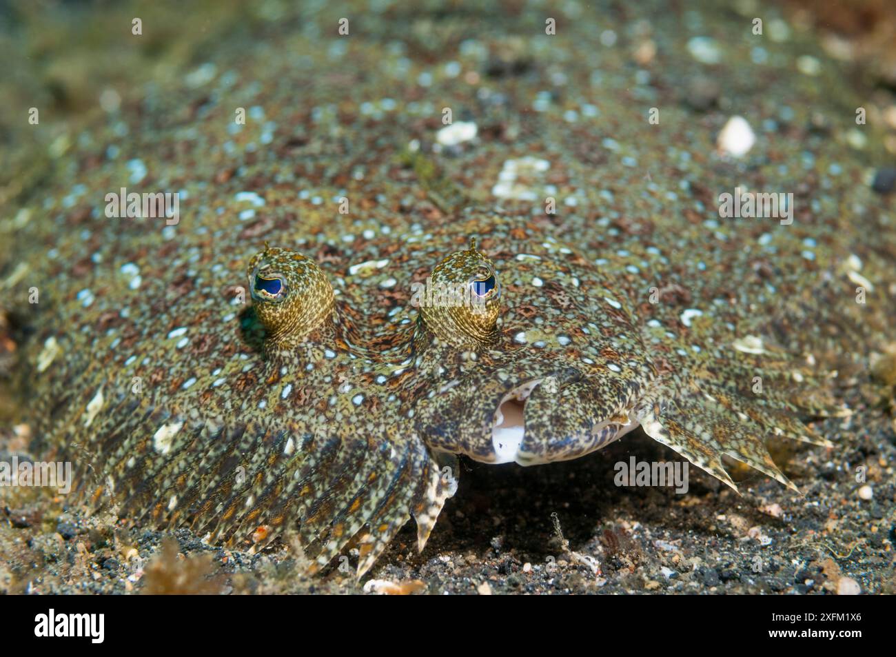 Platophrys pantheris hi-res stock photography and images - Alamy