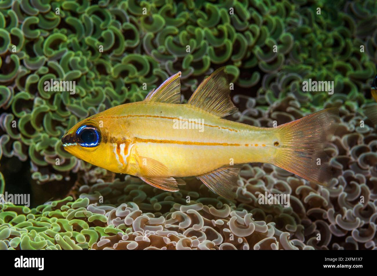 Freshwater fishes of indonesia hi-res stock photography and images - Alamy