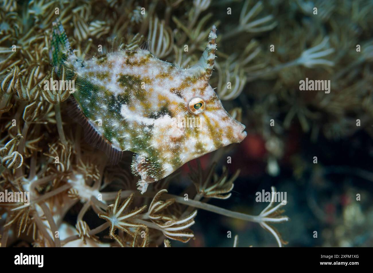 Radial filefish (Acreichthys radiatus). Lembeh Strait, North Sulawesi ...