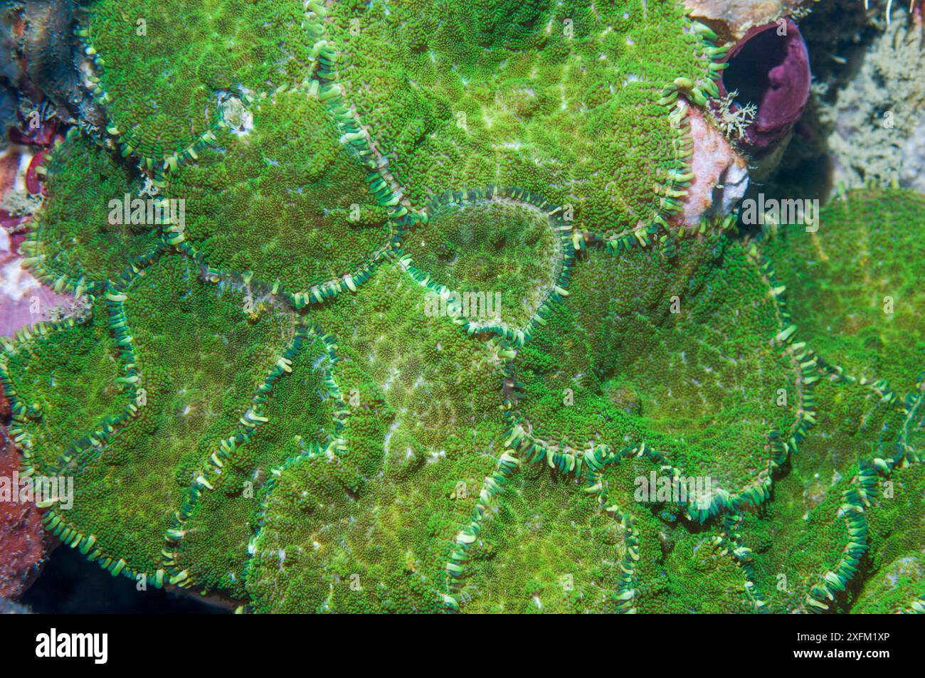 Sea anemone mushroom hi-res stock photography and images - Alamy