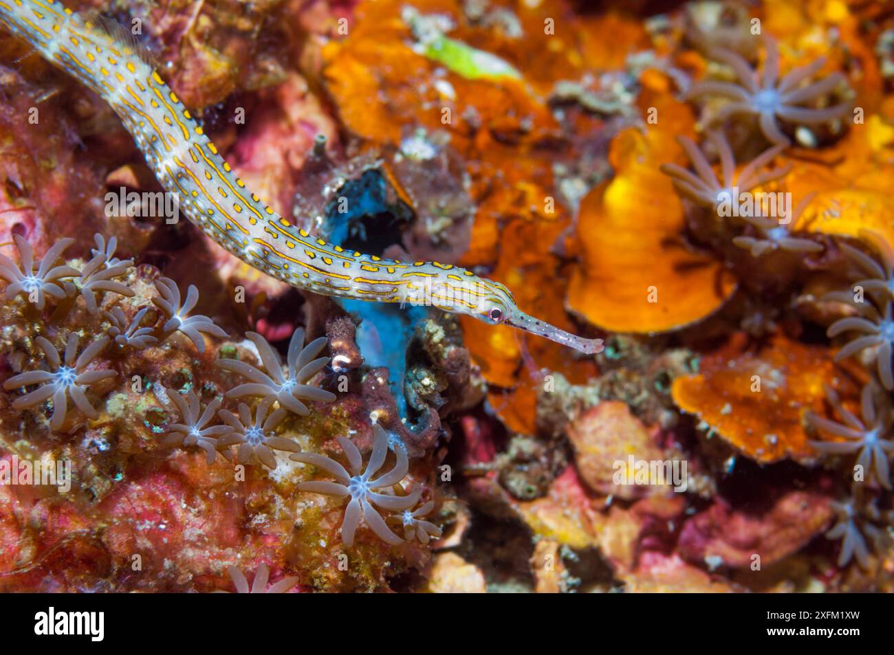 Scribbled pipefish (Corythoichthys sp). Lembeh Strait, North Sulawesi ...