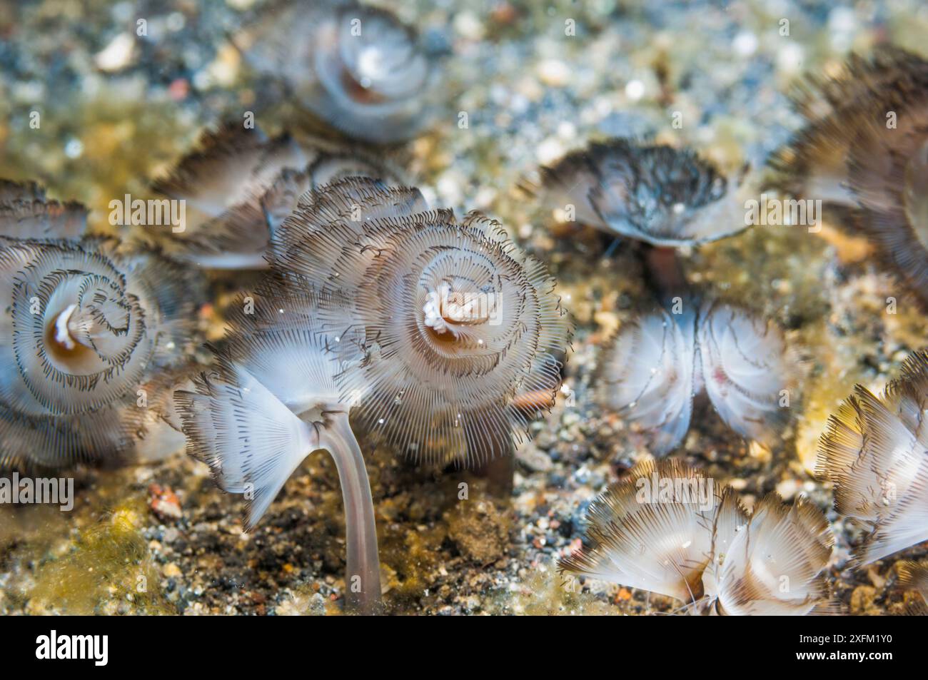 Southern horseshoe worm (Phoronis australis). Lembeh Strait, North ...