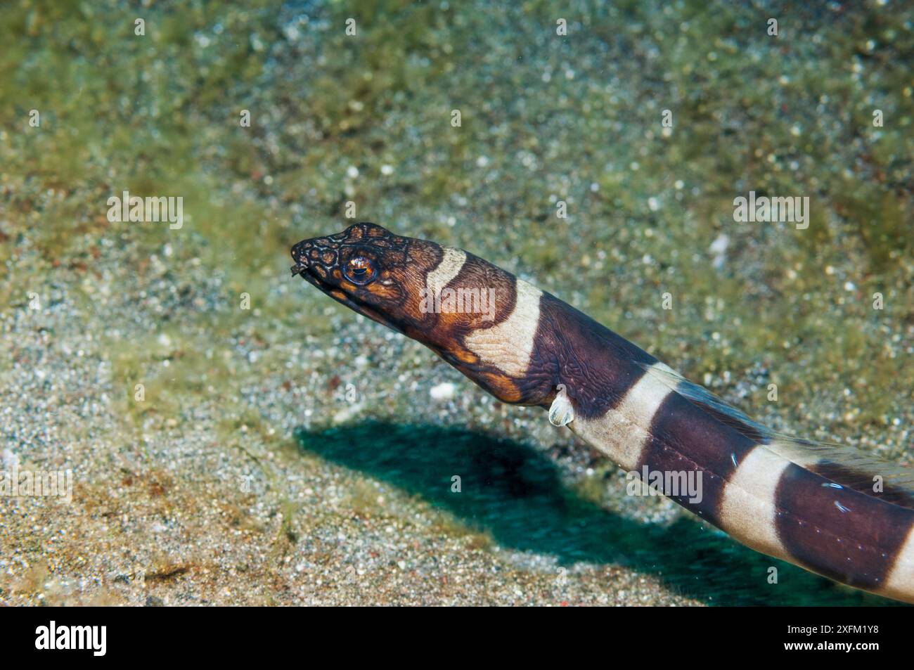 Napoleon snake eel (Ophichthus bonaparte) swimming over sand. Lembeh ...
