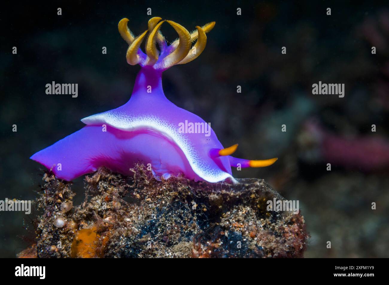 Purple sea slug hypselodoris apolegma hi-res stock photography and ...