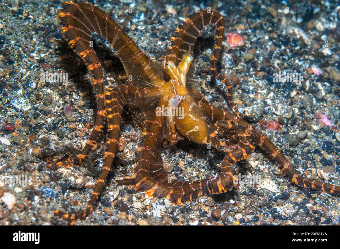 Wonderpus octopus wunderpus photogenicus hi-res stock photography and ...