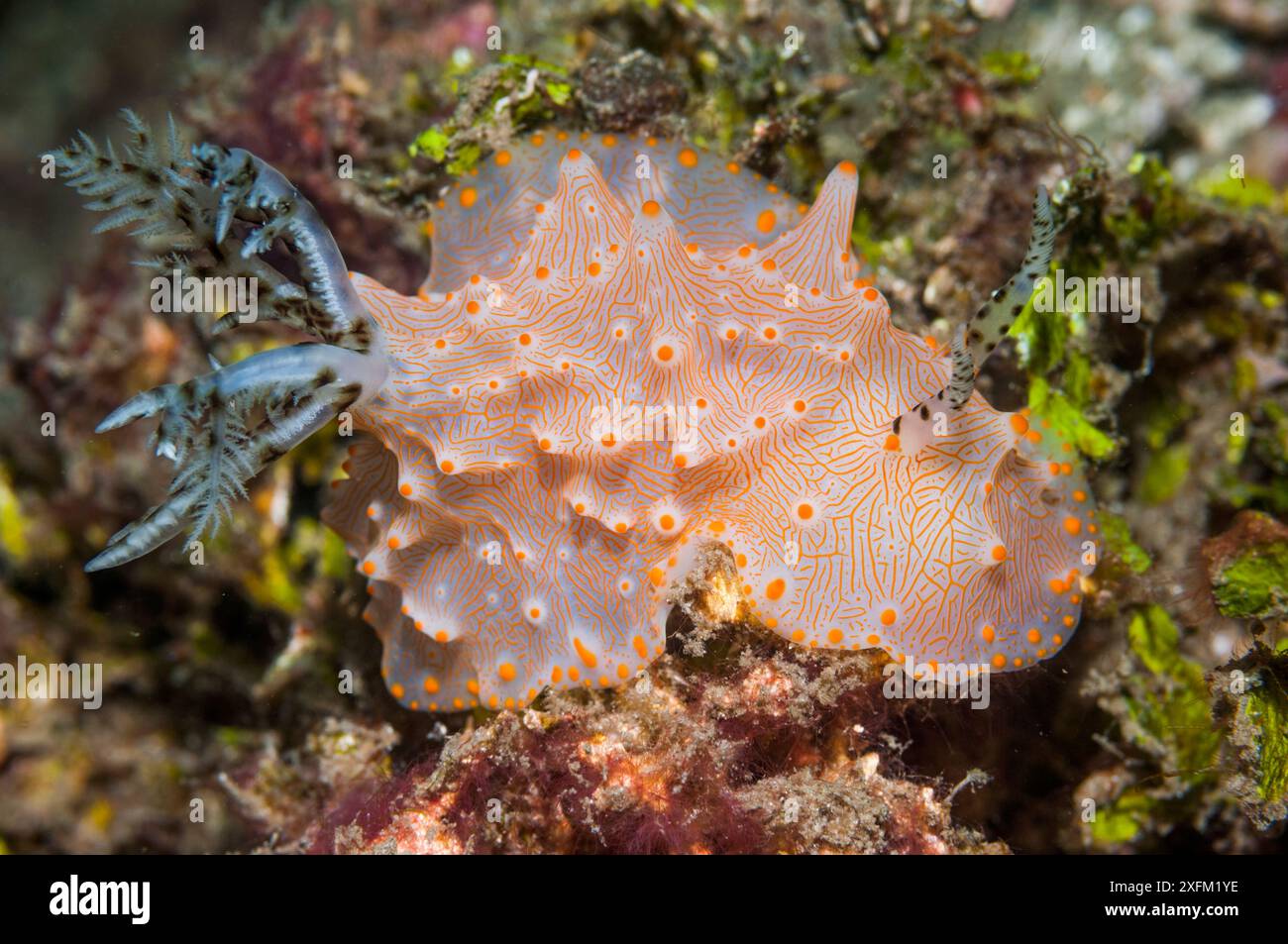 Nudibranch (Halgerda batangas) Lembeh Strait, North Sulawesi, Indonesia ...