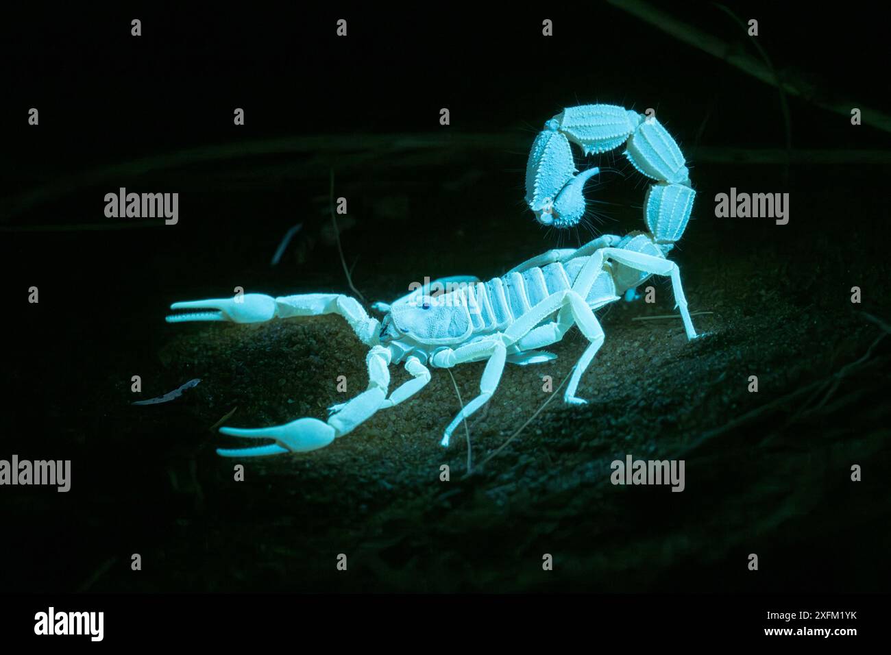 Scorpion hunting under UV light in the Kalahari Stock Photo - Alamy