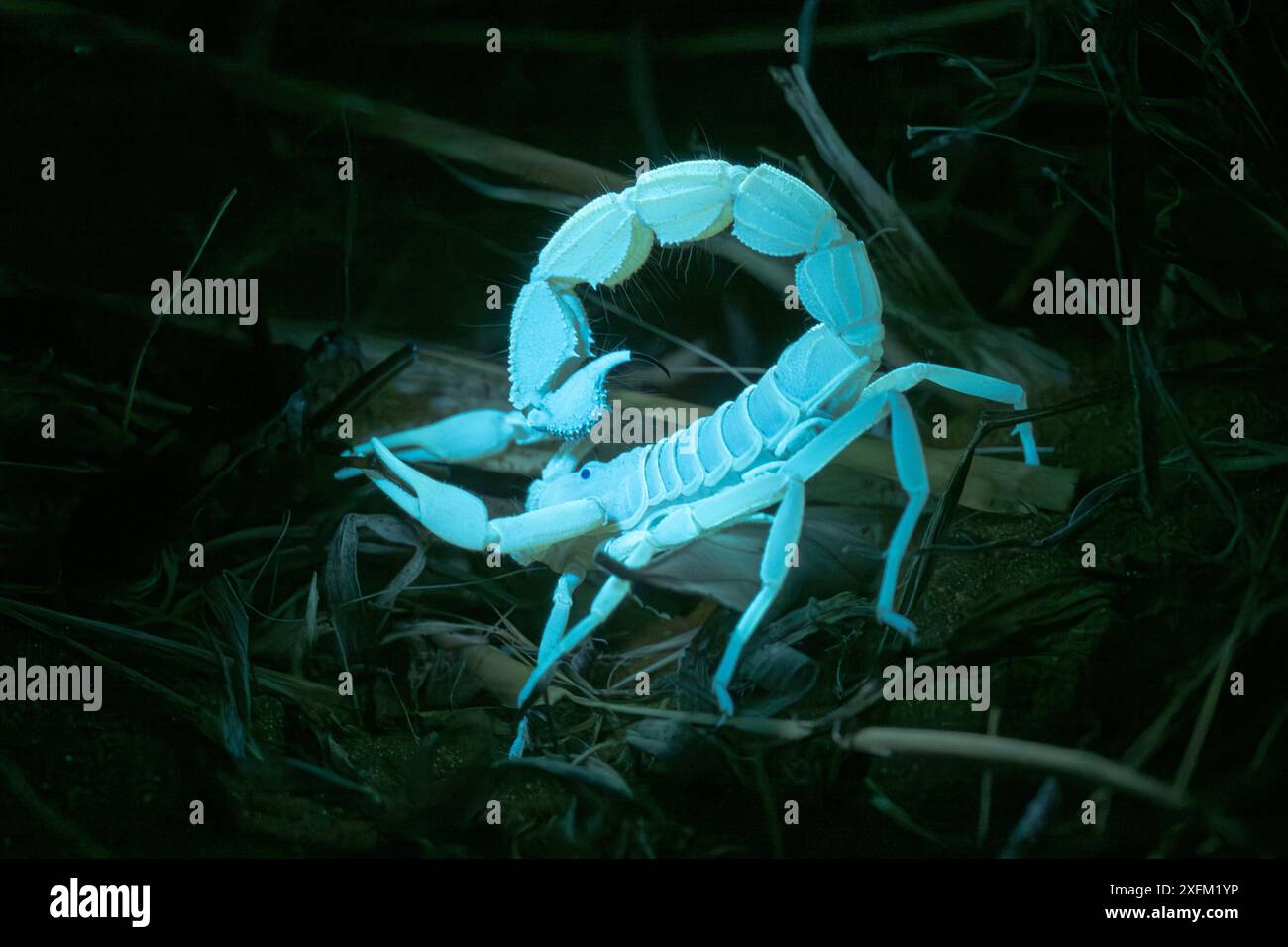 Scorpion hunting under UV light in the Kalahari Stock Photo - Alamy