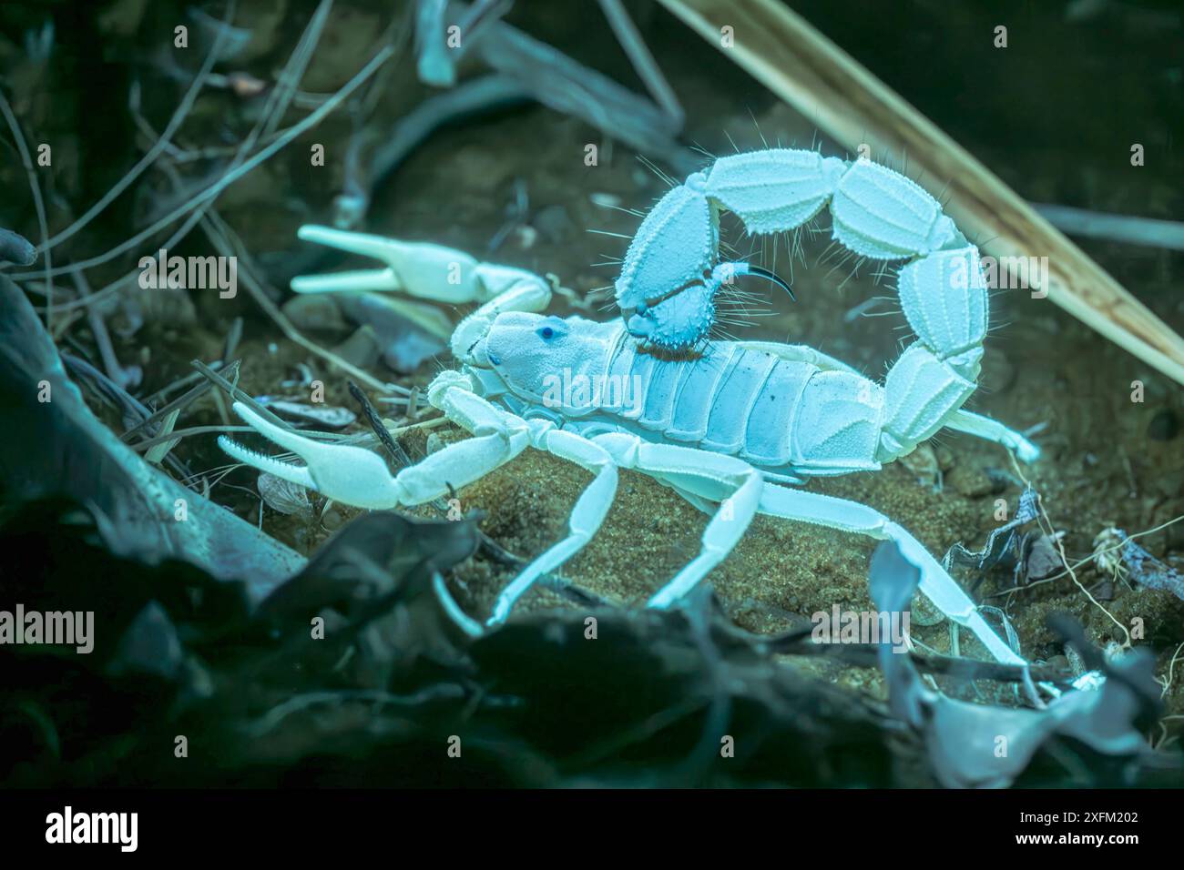 Scorpion hunting under UV light in the Kalahari Stock Photo - Alamy