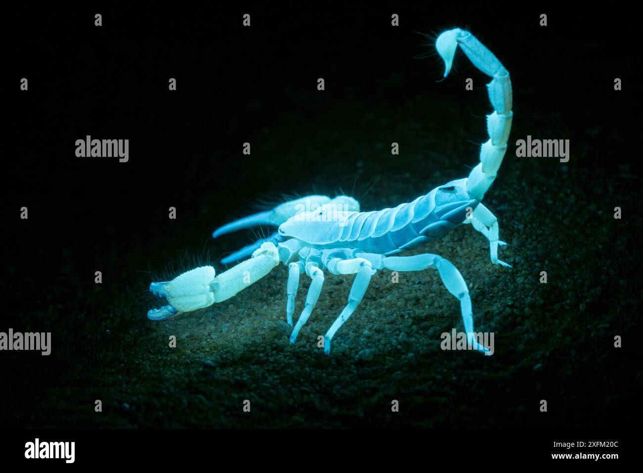 Scorpion hunting under UV light in the Kalahari Stock Photo - Alamy