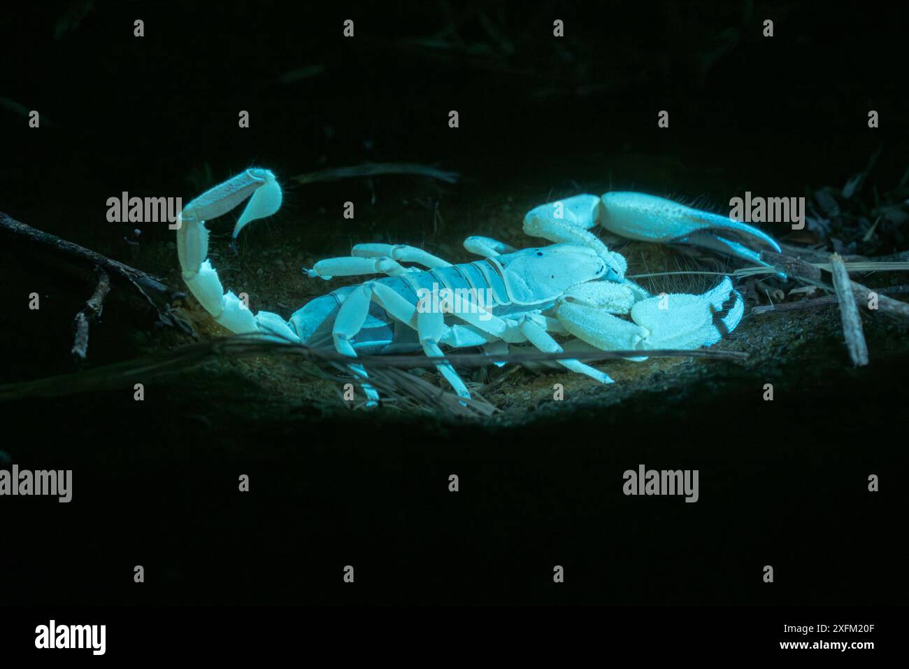 Scorpion hunting under UV light in the Kalahari Stock Photo - Alamy