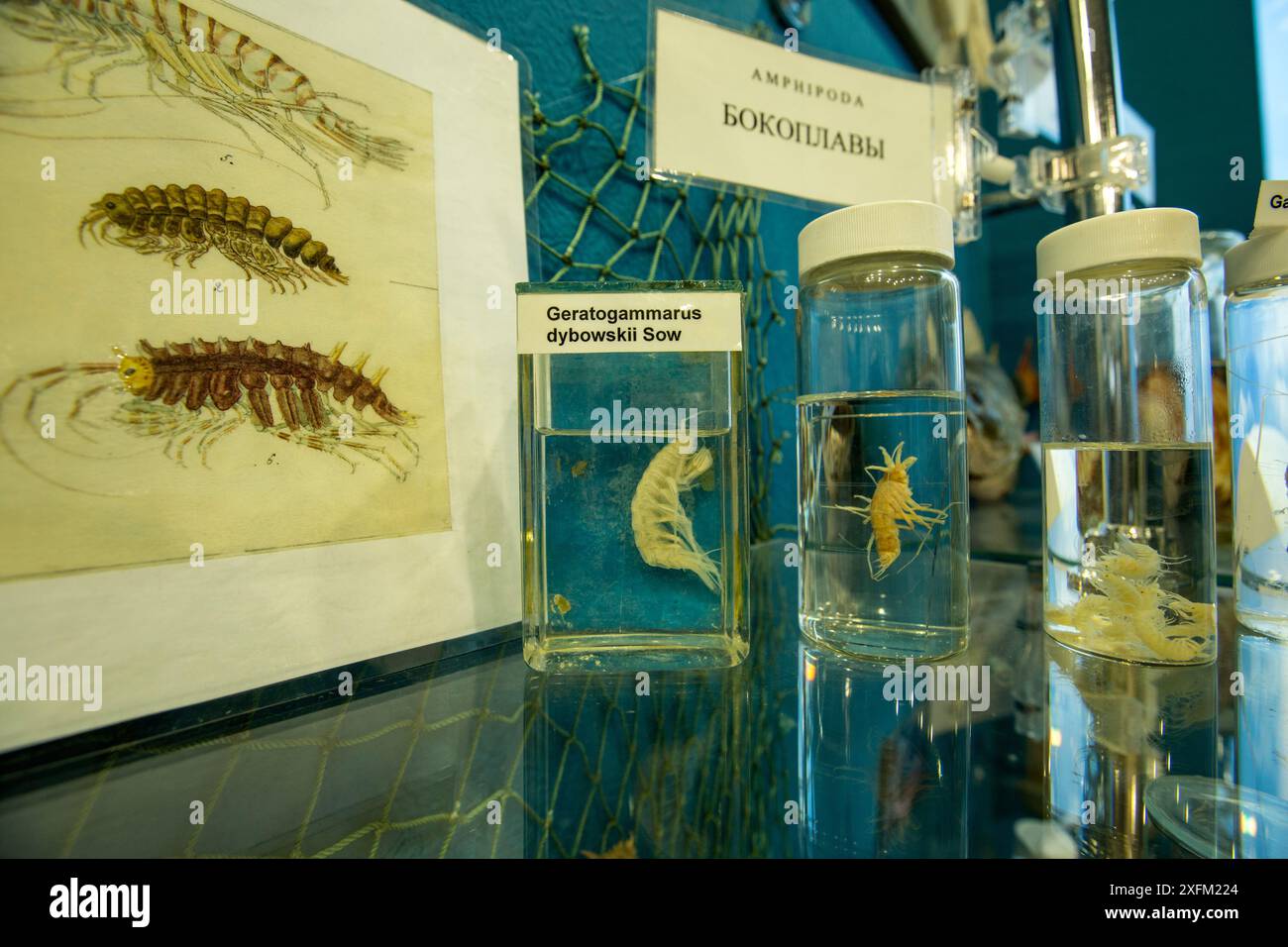Freshwater specimens of flora and fauna from Lake Baikal on display in ...