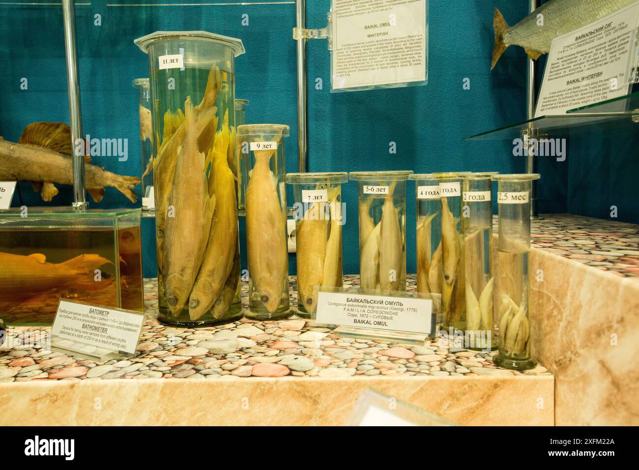 Baikal omul (Coregonus migratorius) fish specimens from Lake Baikal on ...