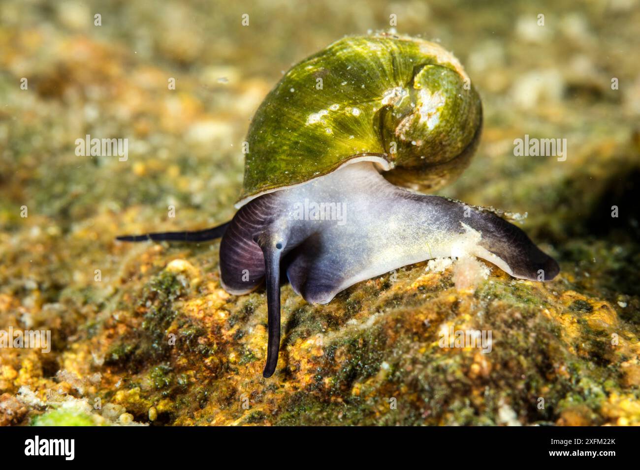 Freshwater snail (Benedictia baicalensis) Lake Baikal, Siberia, Russia ...
