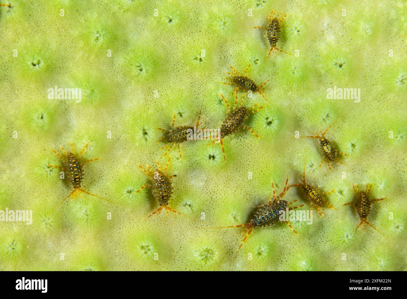 Parasitica hi-res stock photography and images - Alamy
