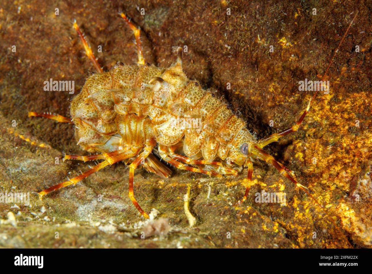 Pallasea cancellus hi-res stock photography and images - Alamy
