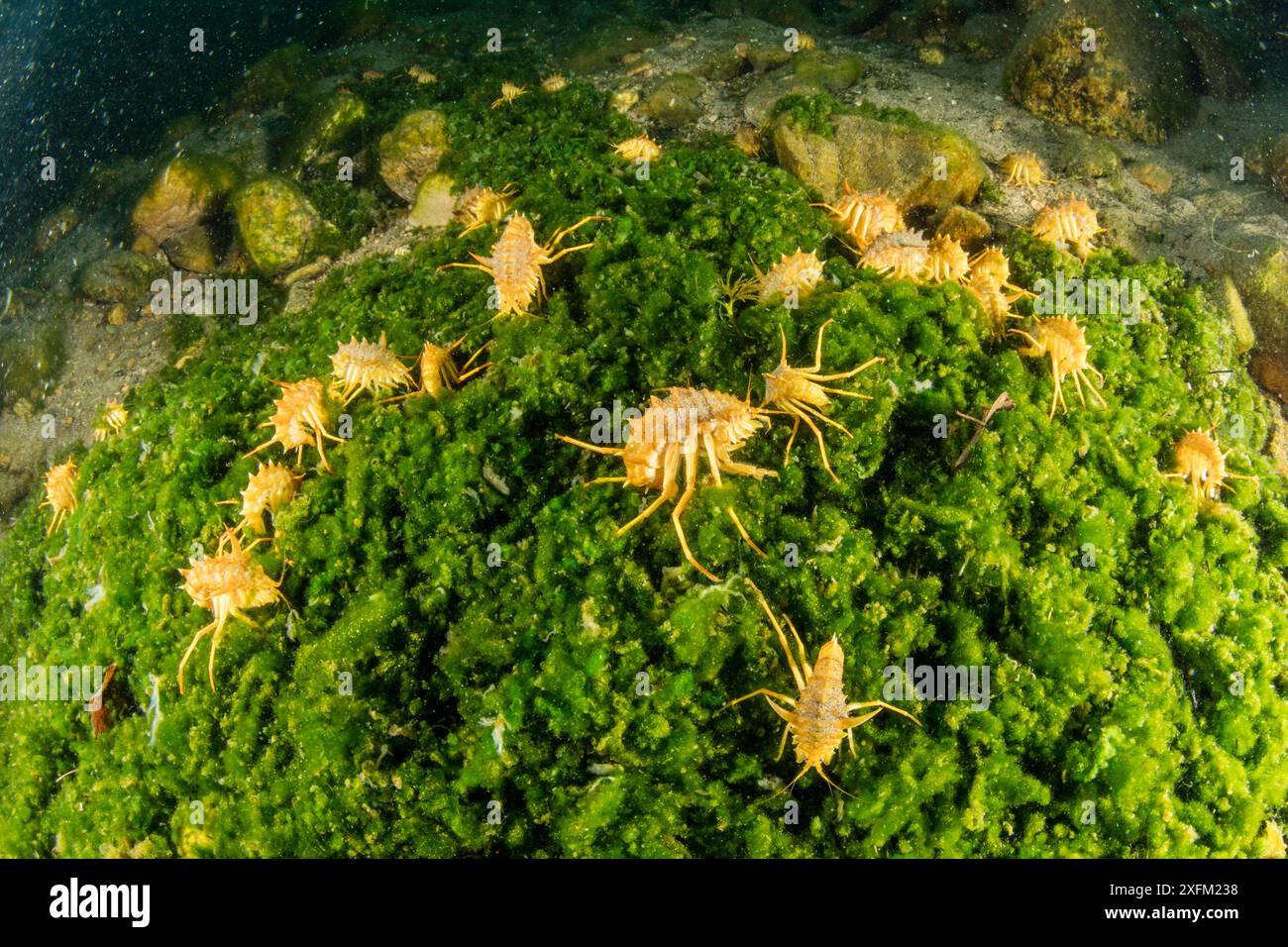 Several amphipods hi-res stock photography and images - Alamy