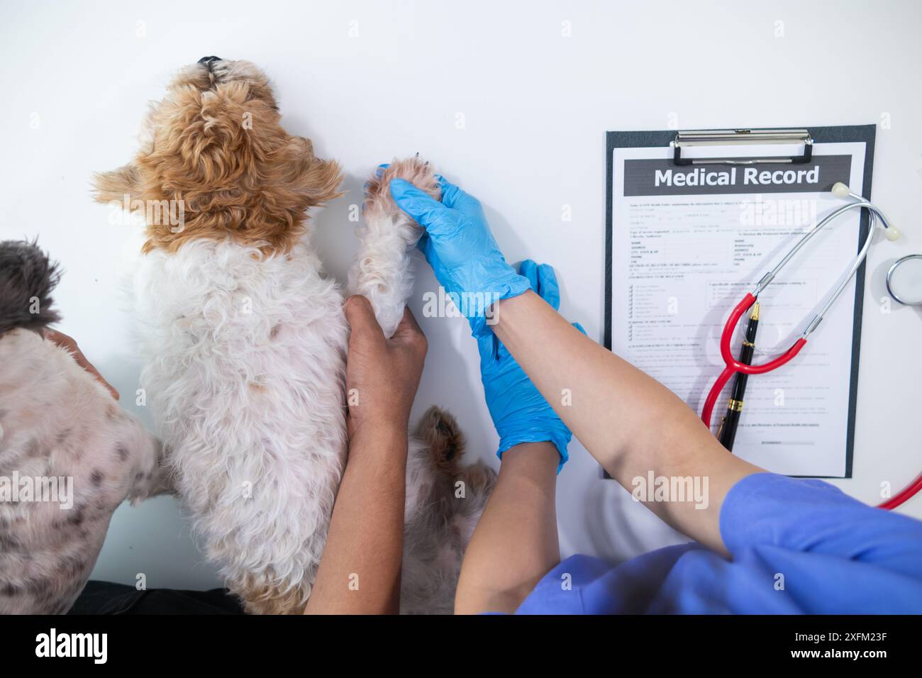 Veterinarian who specialize in veterinary medicine are examining health ...