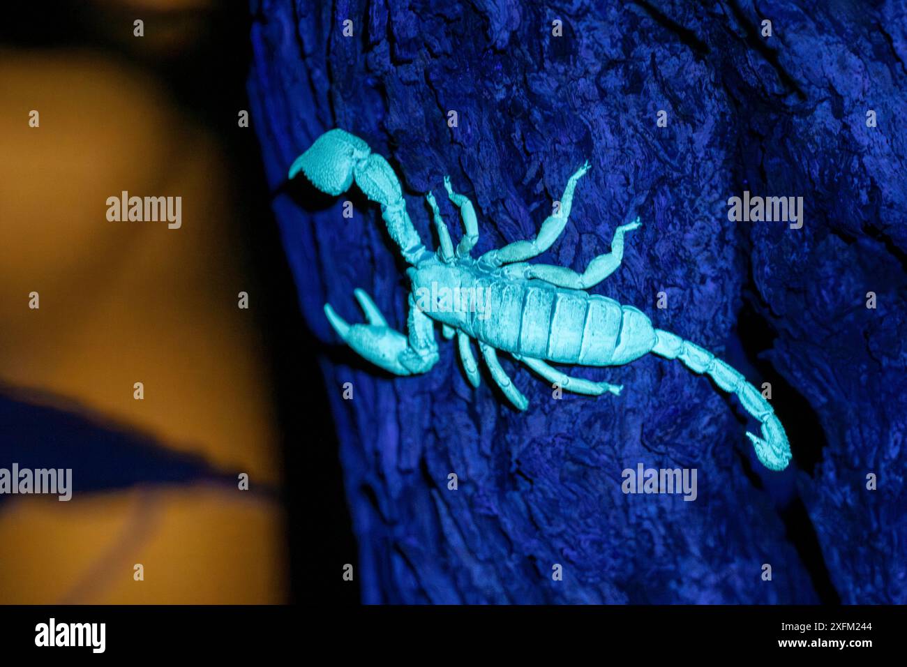 Scorpion on tree in South Africa Stock Photo - Alamy