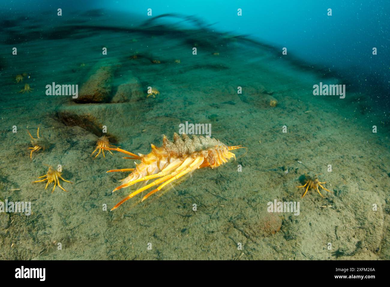 Freshwater isopod (Acanthogammarus victorii) swimming, Lake Baikal ...