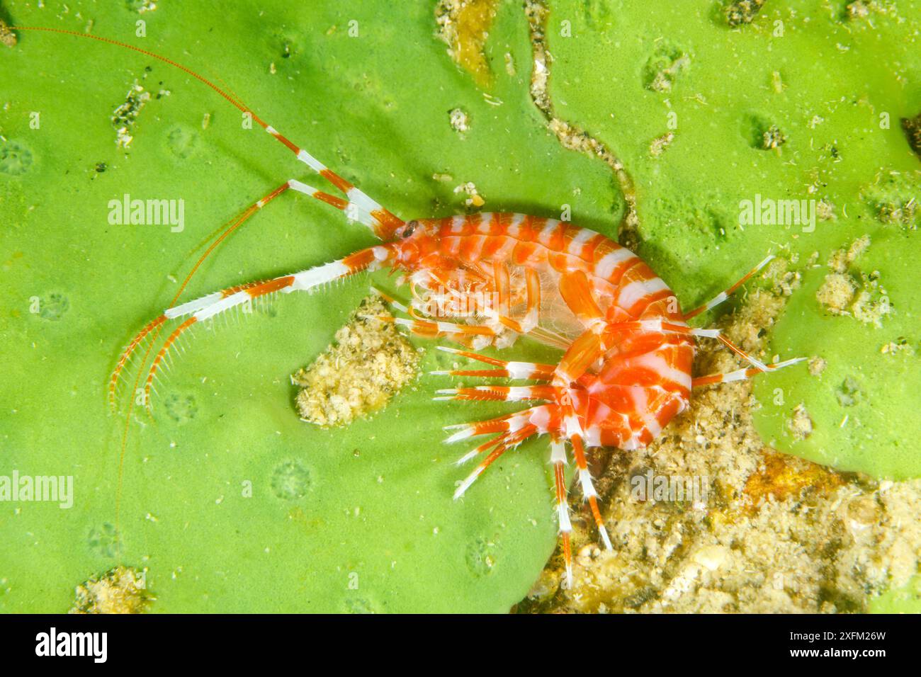 Amphipod (Parapallasea sitnikovae) on Baikal sponge (Lubomirskia ...