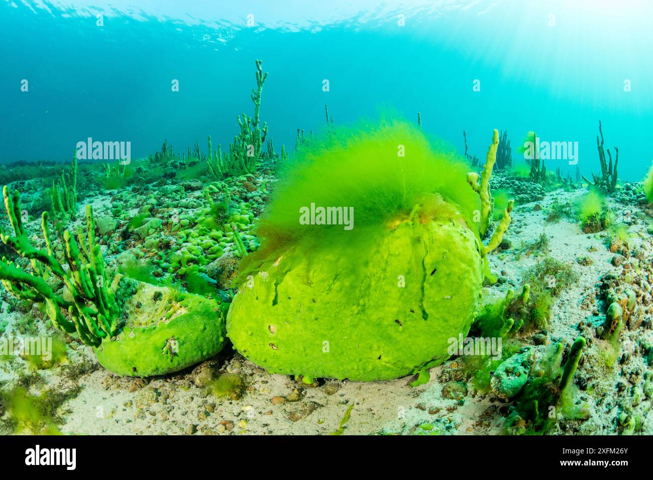 Endemic sponge (Lubomirskia baicalensis) and filamentous algae ...