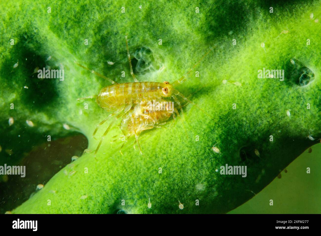 Freshwater isopods (Ommatogammarus flavus) on Baikal sponge ...