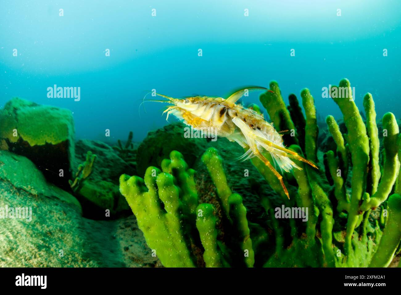 Freshwater isopod (Acanthogammarus lappaceus) and Baikal sponge ...