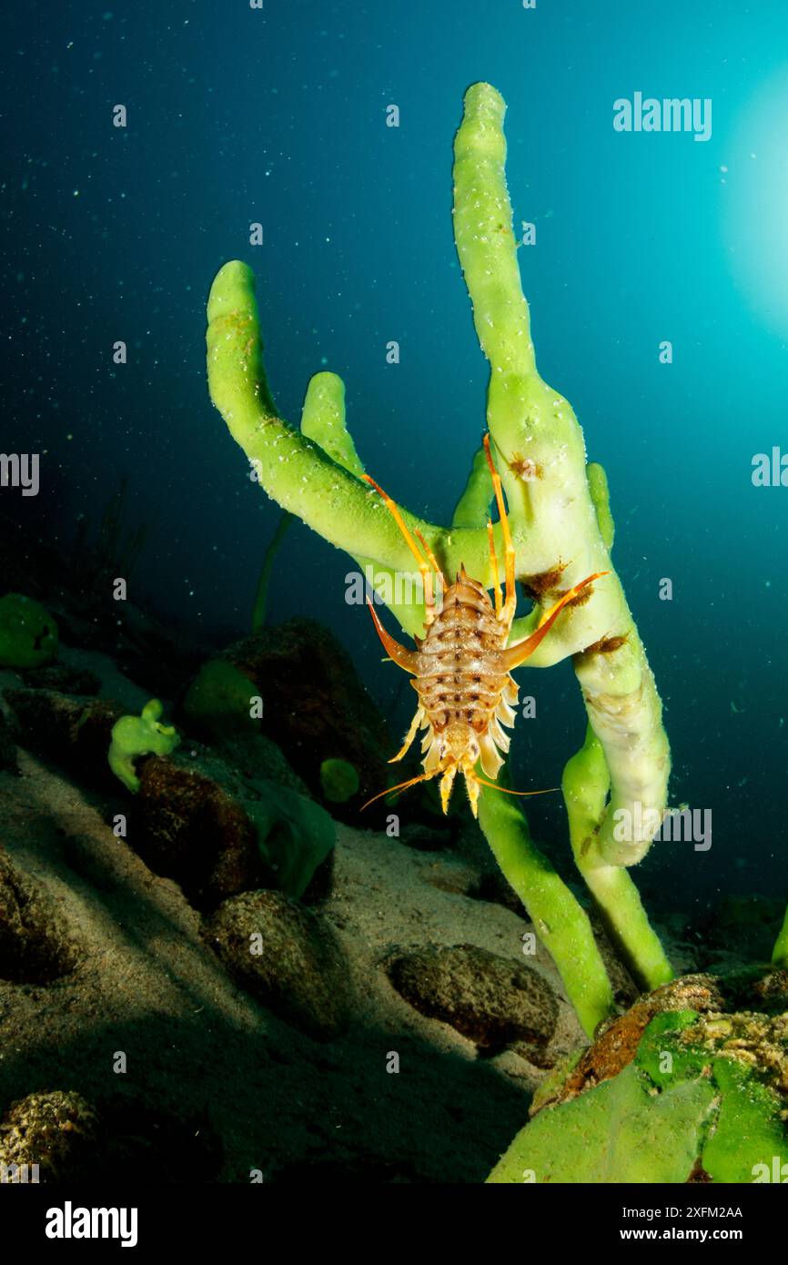 Freshwater isopod (Acanthogammarus lappaceus) on Baikal sponge ...