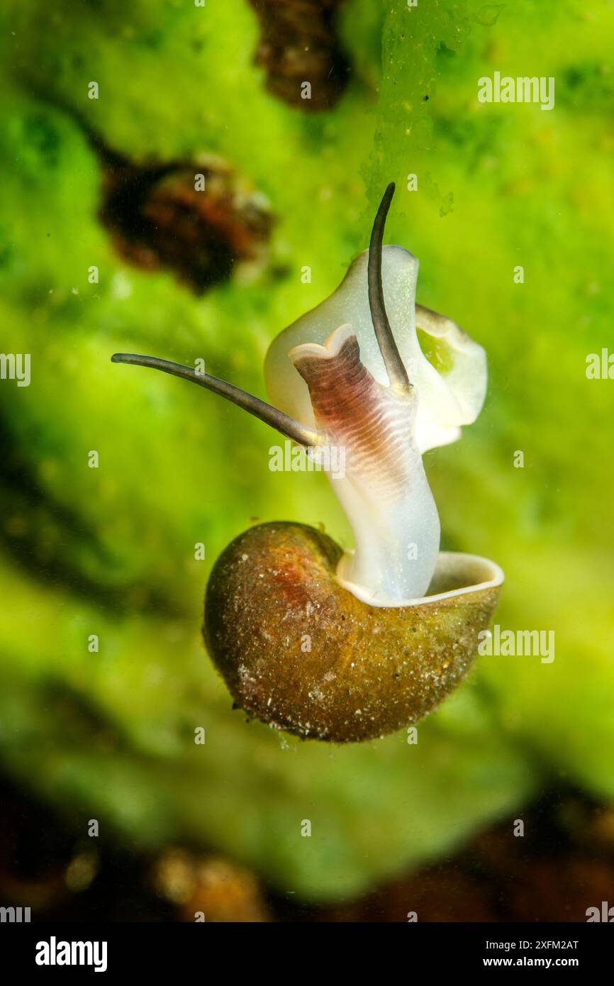 Freshwater snail (Benedictia baicalensis) Lake Baikal, Siberia, Russia ...