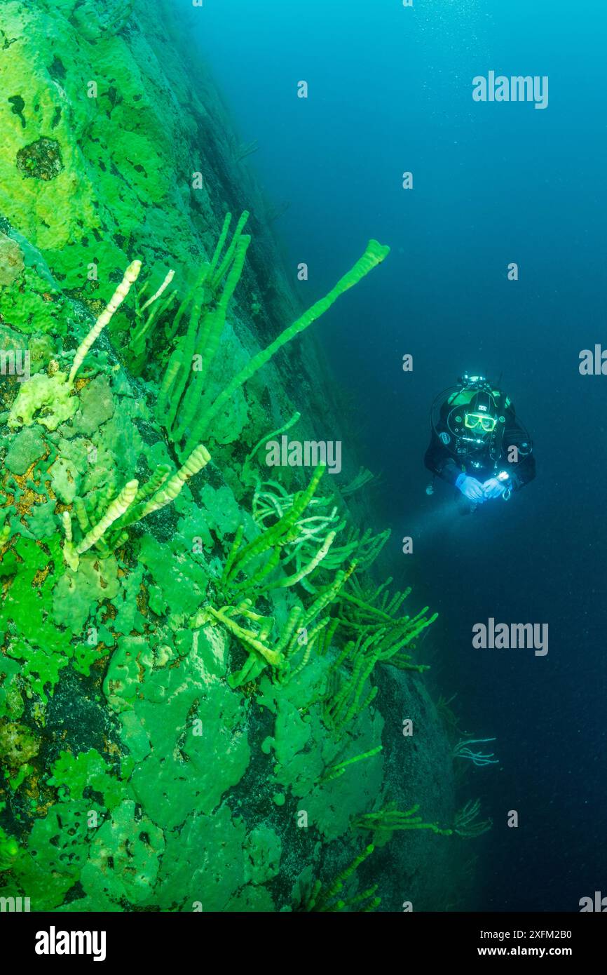 Scuba diver and endemic Baikal sponge (Lubomirskia baicalensis), Lake ...