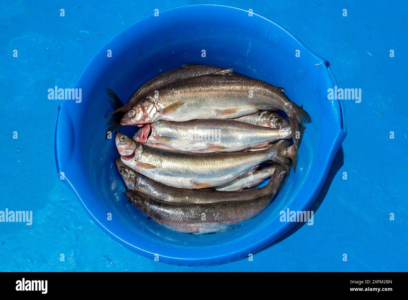 Fish containers hi-res stock photography and images - Alamy