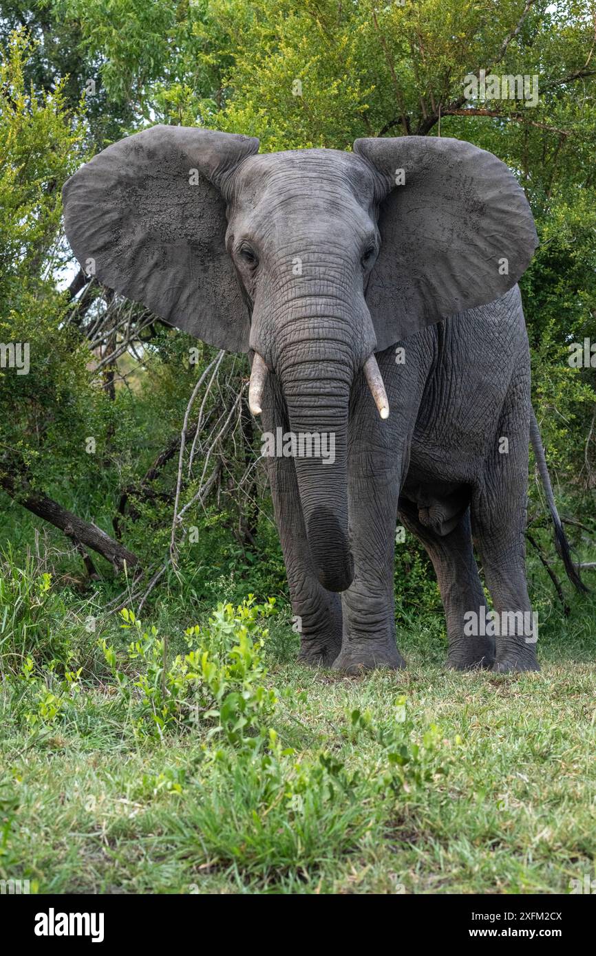 Safari south africa elephant hi-res stock photography and images - Alamy